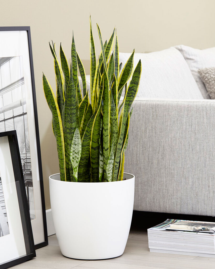 Snake plant | Botanicum – plants | Interflora Eesti. Flower Delivery